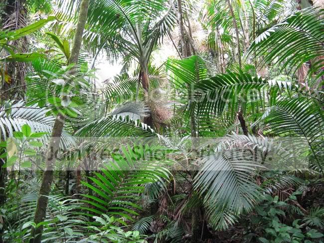Prestoea acuminata var. montana in habitat, Puerto Rico. - DISCUSSING ...