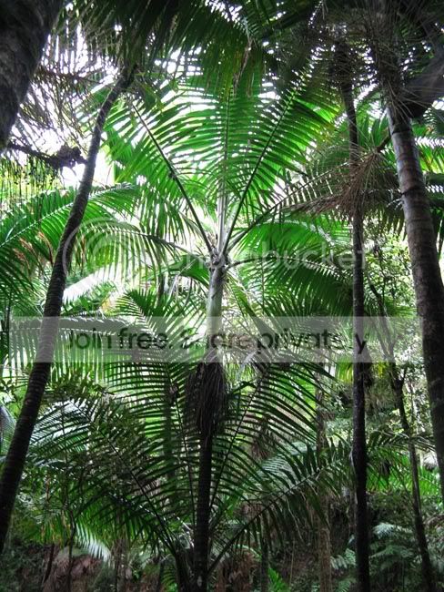 Prestoea acuminata var. montana in habitat, Puerto Rico. - DISCUSSING ...